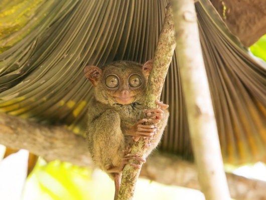 Faune et flore des Philippines
